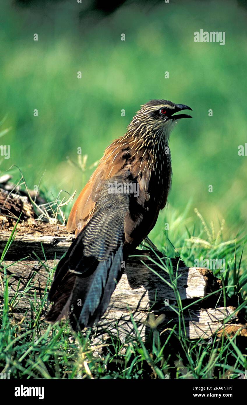 White Browed Coucal, Samburu Game Reserve, Kenya (Centropus ...