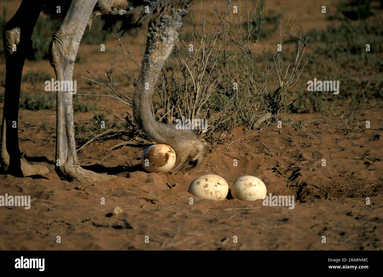 South African Ostrich (Struthio camelus australis), female turning eggs ...