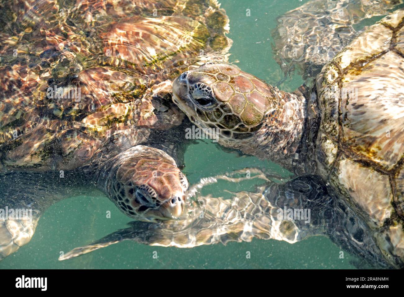 Adult cayman hi-res stock photography and images - Alamy