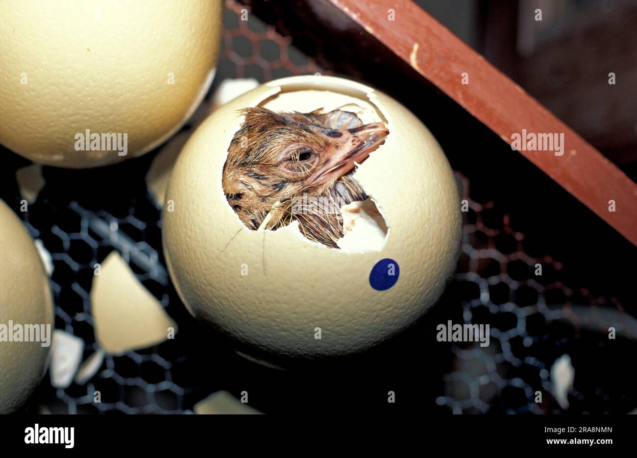 South african ostrich (Struthio camelus australis), chick in egg ...