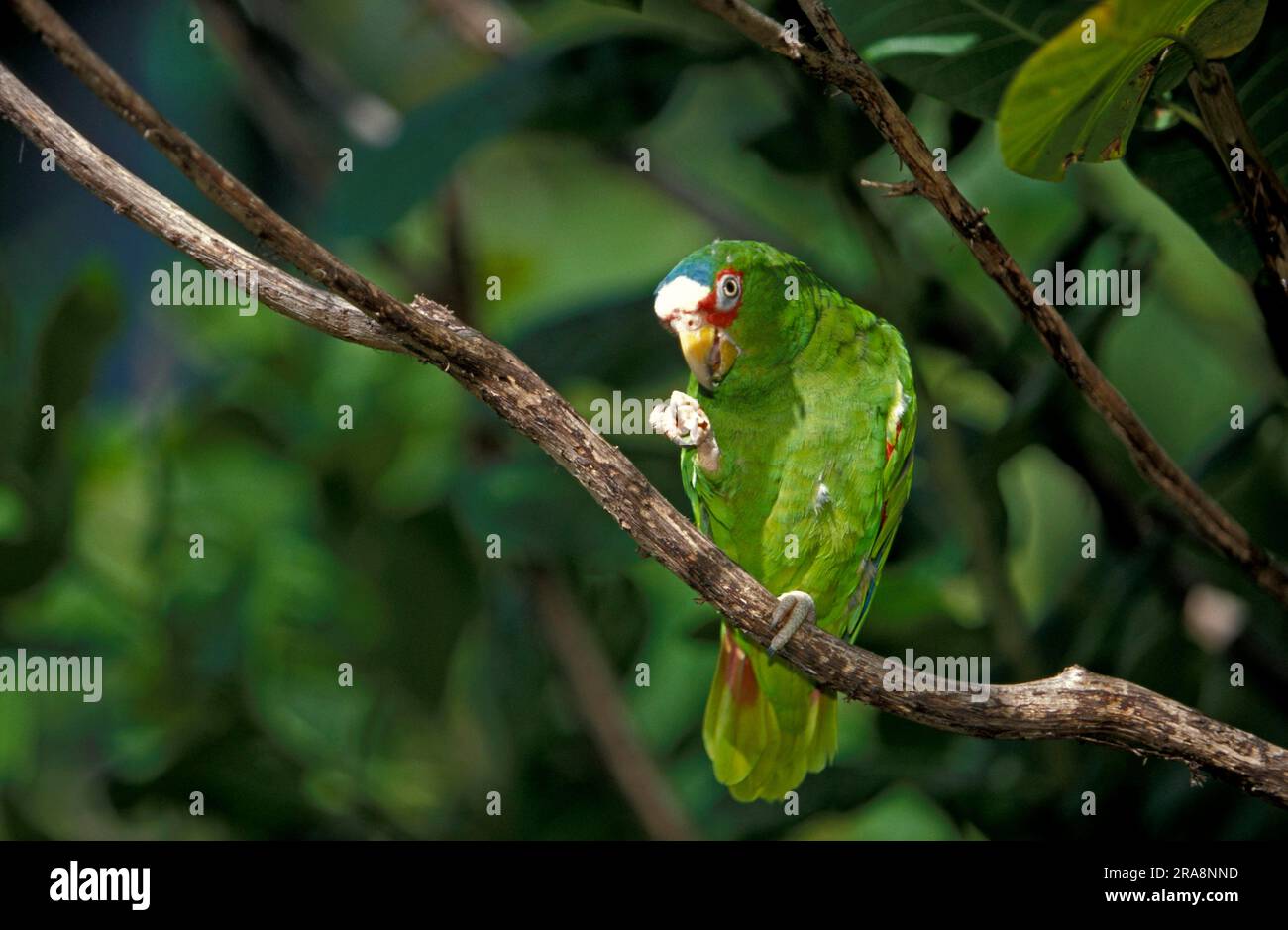 White-fronted amazon (Amazona albifrons), Honduras Stock Photo - Alamy