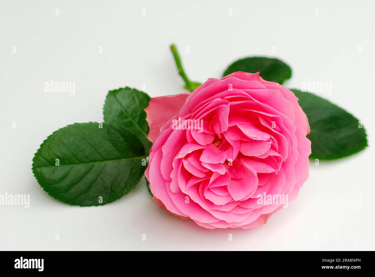 Rose (Rosa) Leonardo da Vinci Stock Photo - Alamy