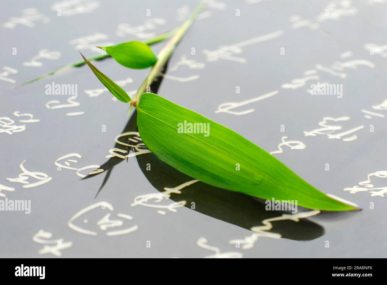Single Bamboo Leaf