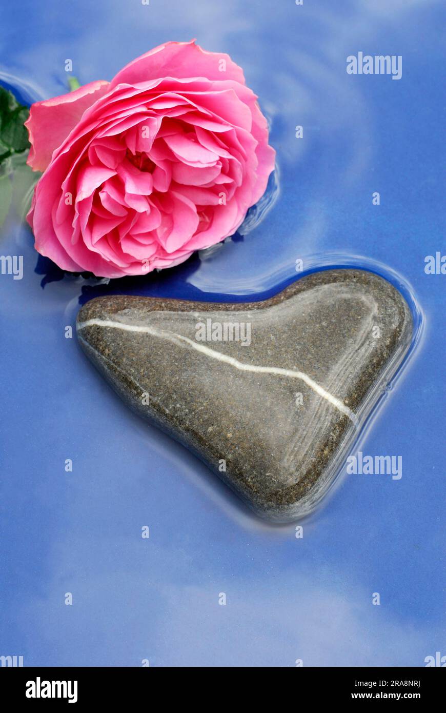 Pink heart shaped rose hi-res stock photography and images - Alamy