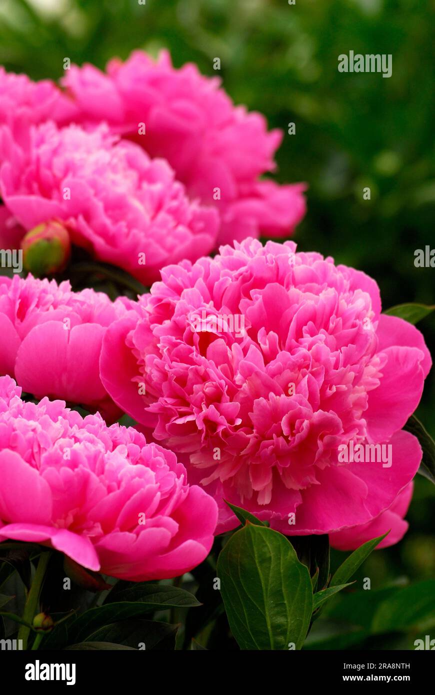 Peony ' (Paeonia lactiflora) Mons. Jules Elie', peony, peasant rose Stock Photo - Alamy