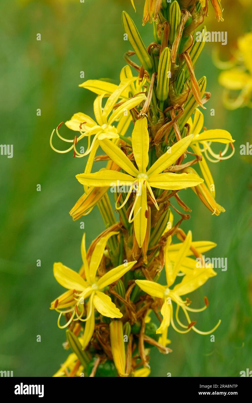 Asphodel plant hi-res stock photography and images - Alamy