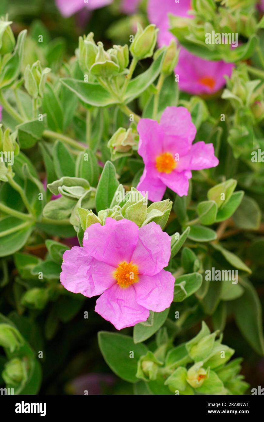 Rock rose (Cistus albidus Stock Photo - Alamy