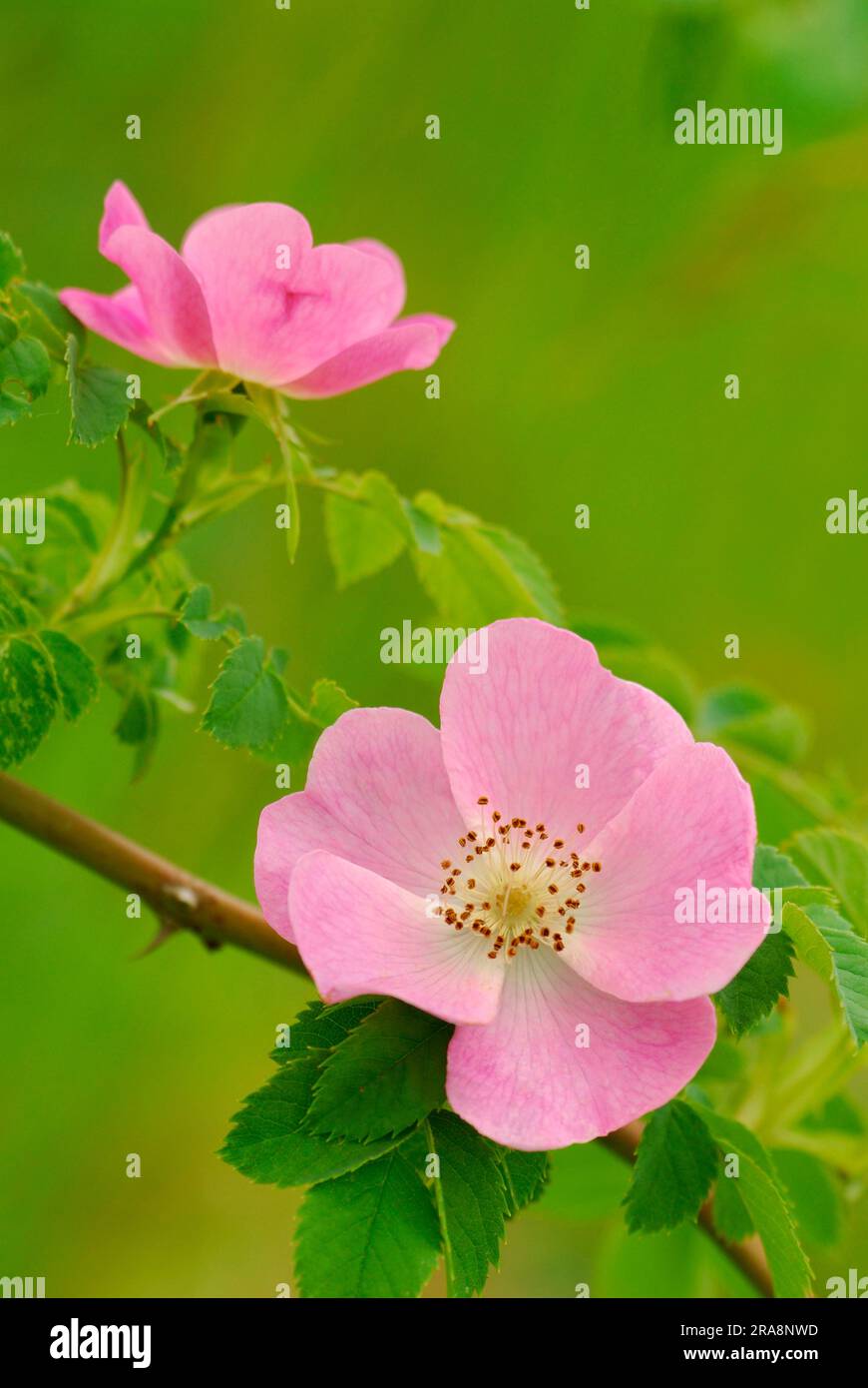 Dog Rose, Dog rose (Rosa canina Stock Photo - Alamy