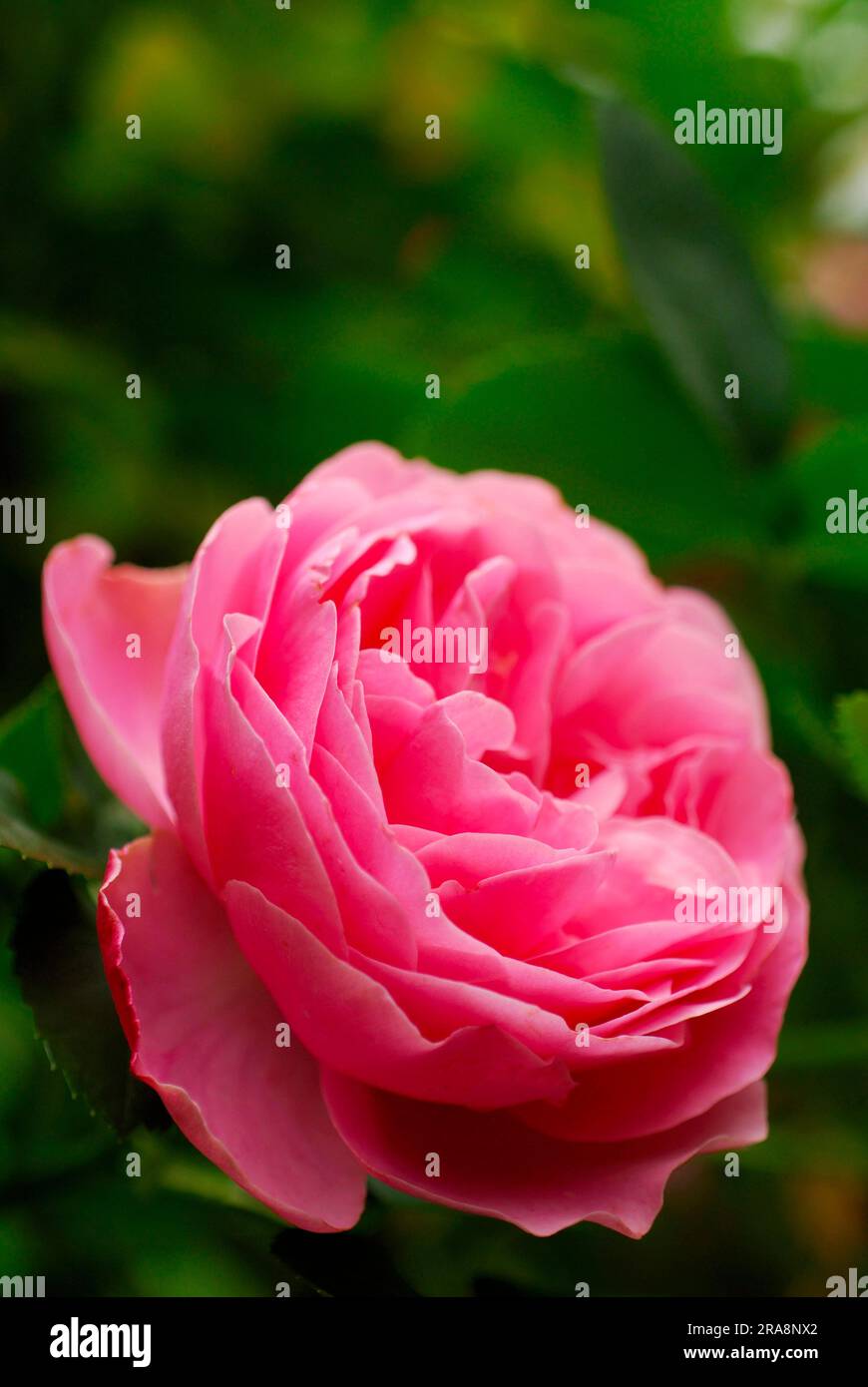 Rose (Rosa) Leonardo da Vinci Stock Photo - Alamy