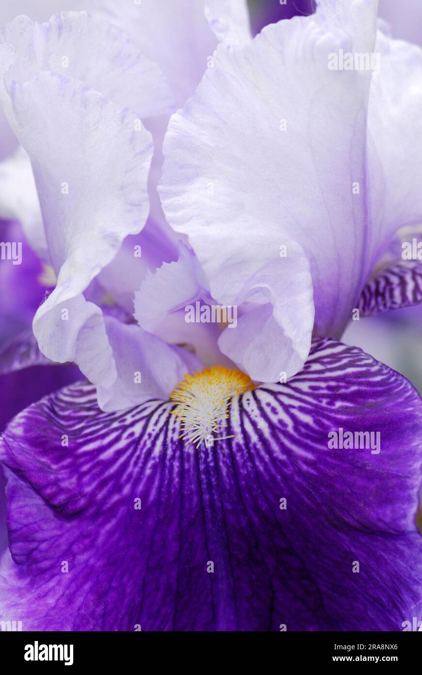 Iris night edition hi-res stock photography and images - Alamy