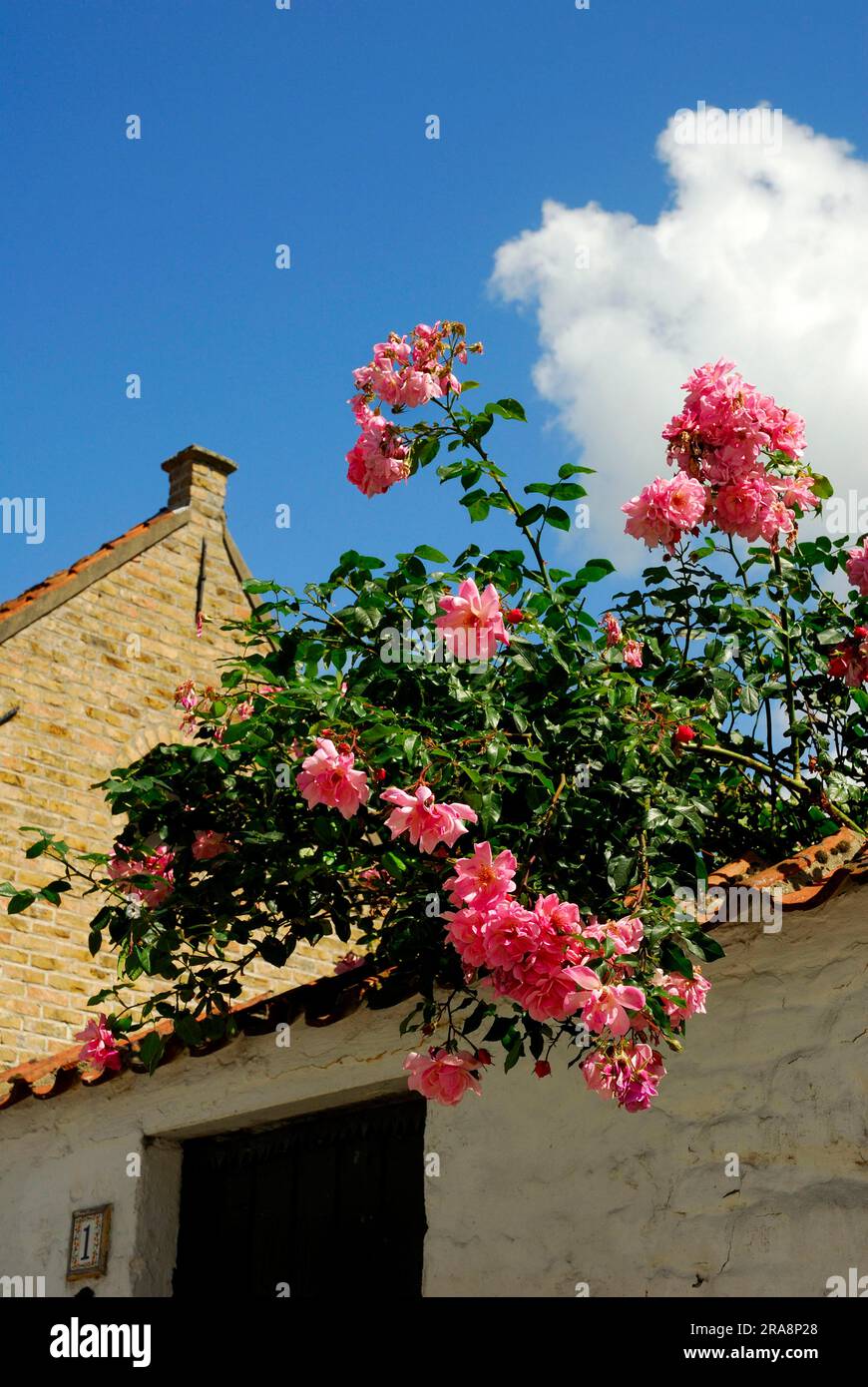 Climbing roses over wall, Flanders, Dam, West Flanders, Belgium Stock ...