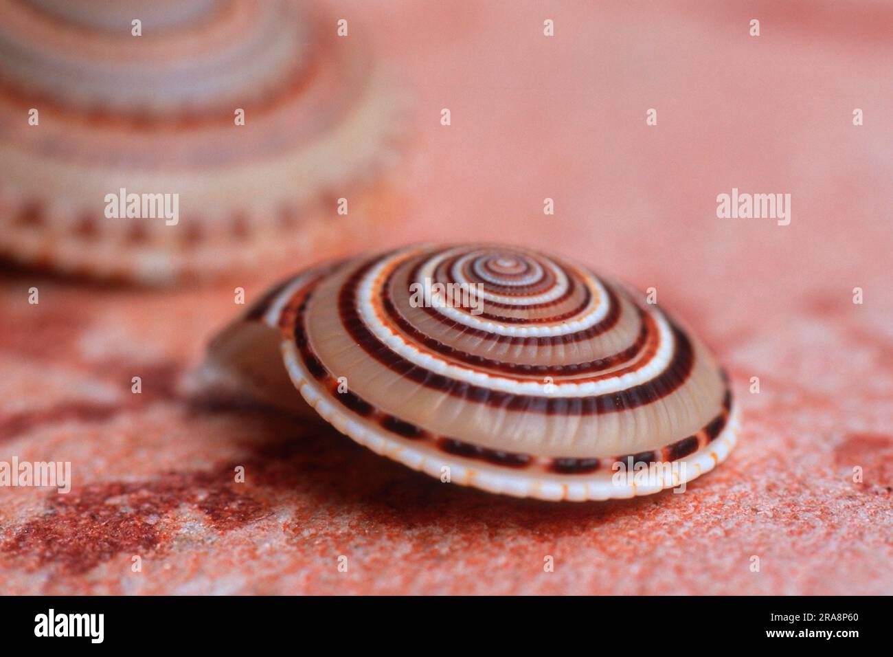 Sundial shell hi-res stock photography and images - Alamy