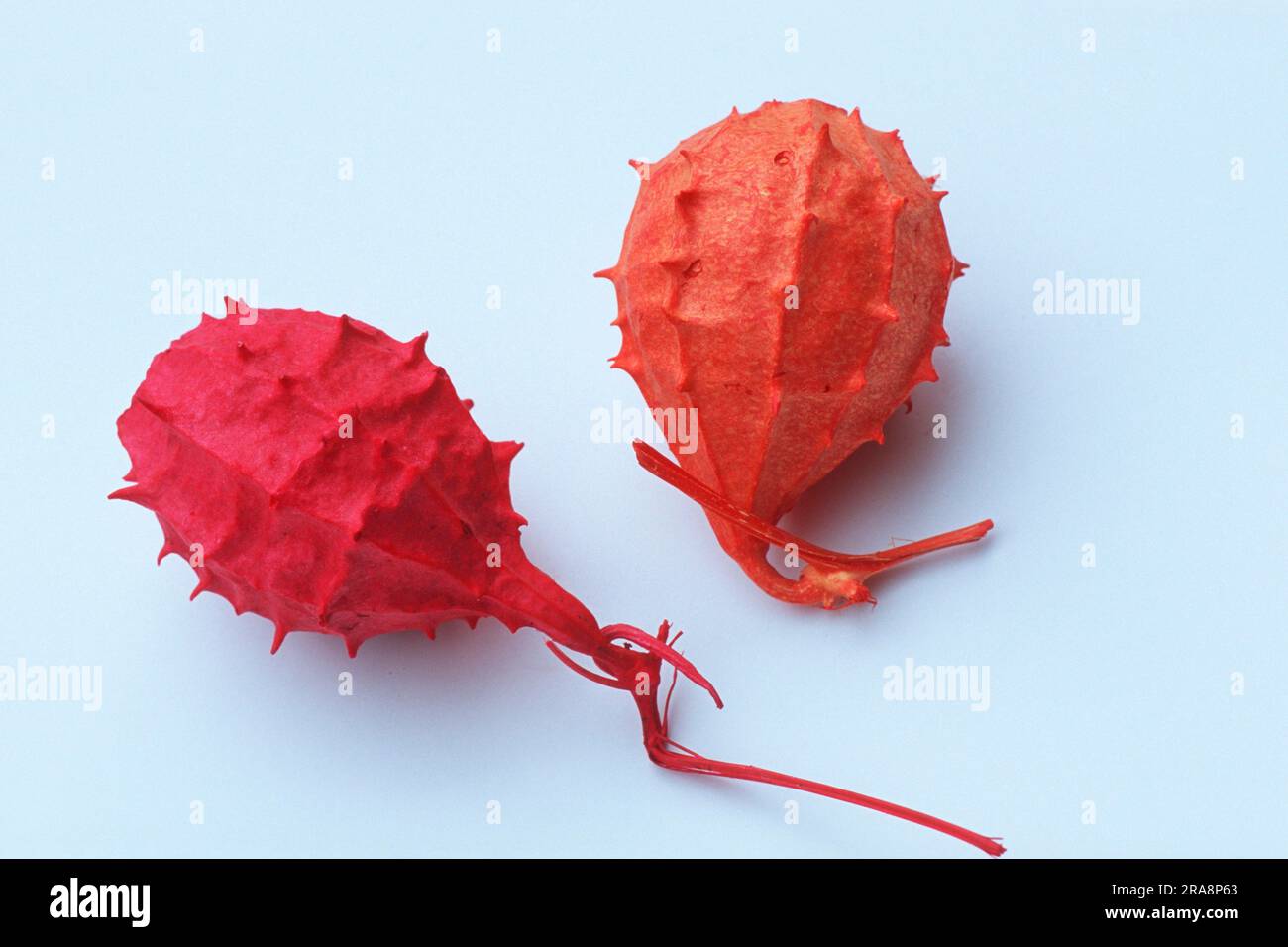 Loafa, fruits, dyed, cutout, object Stock Photo - Alamy