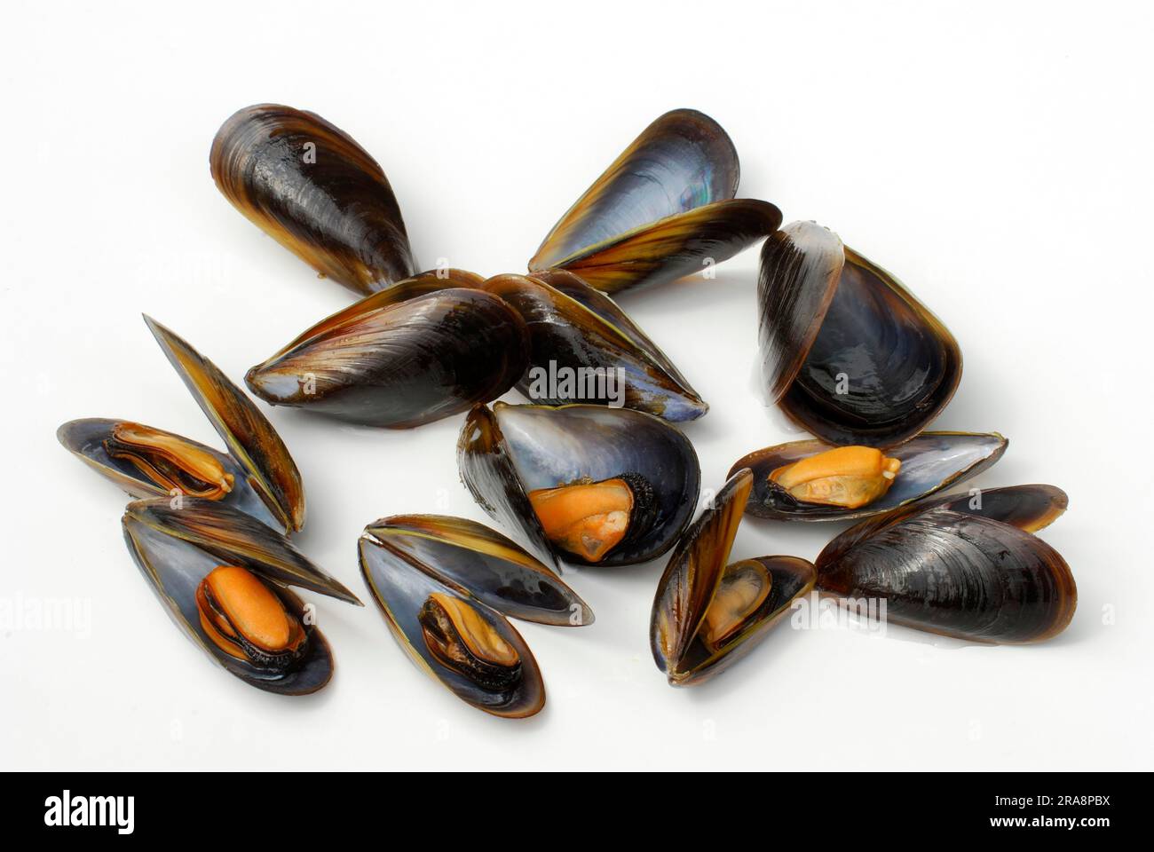 Mytilus edulis fish hi-res stock photography and images - Alamy