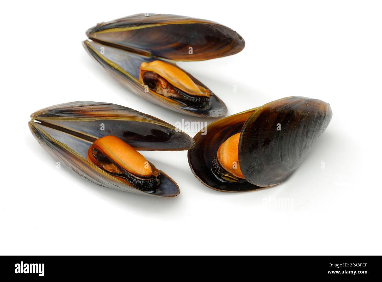 Mytilus edulis hi-res stock photography and images - Alamy