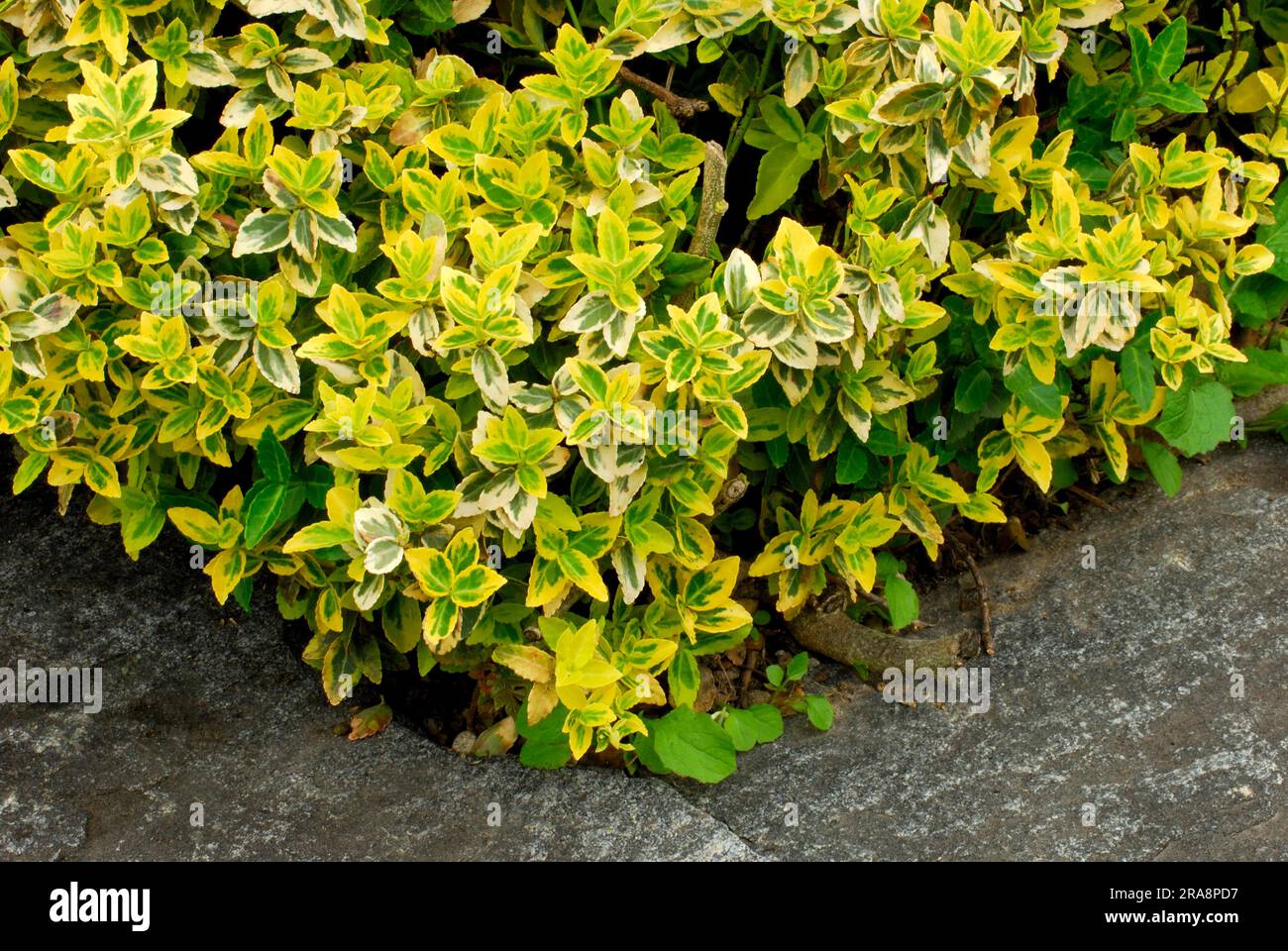 Yellow crawling spindle 'Emerald'n Gold', Euonymus fortunei (Euonymus ...