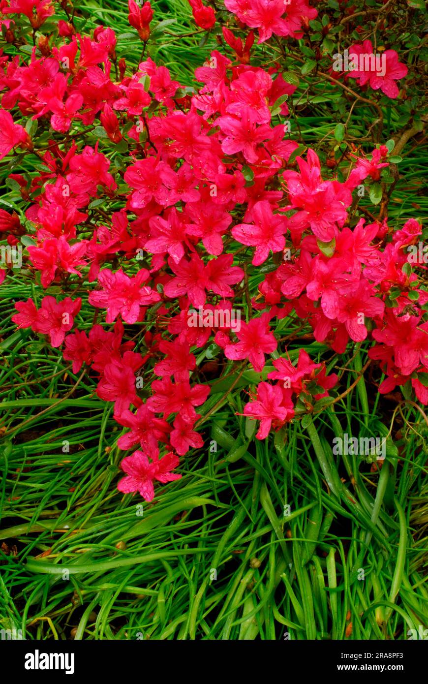 Rhododendron obtusum hi-res stock photography and images - Alamy