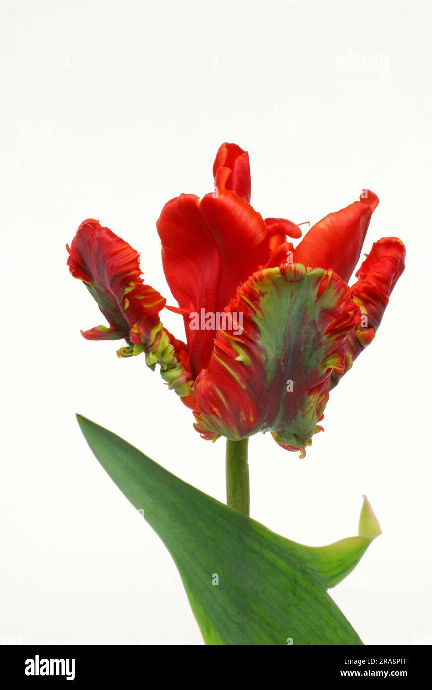 Perroquette tulip 'Rococo Stock Photo - Alamy