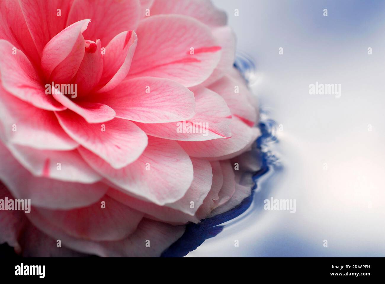 Camellia ' (Camellia japonica) Prof. F. Parlatore', flower on water ... Camellia ' (Camellia japonica) Prof. F. Parlatore', flower on water ...