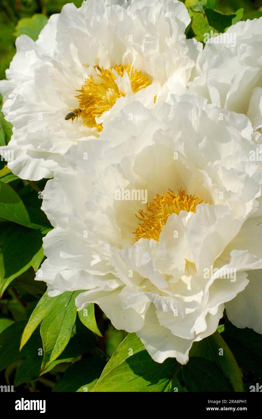 Peony 'Tsugisekai', shrub peony Stock Photo - Alamy