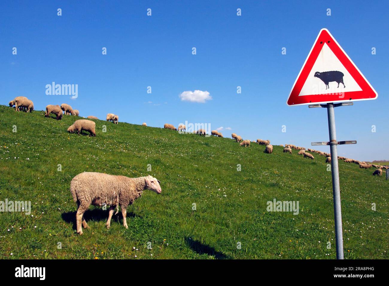 Domestic sheep on dike, on the Elbe, sign 'Attention sheep', Wisch ...