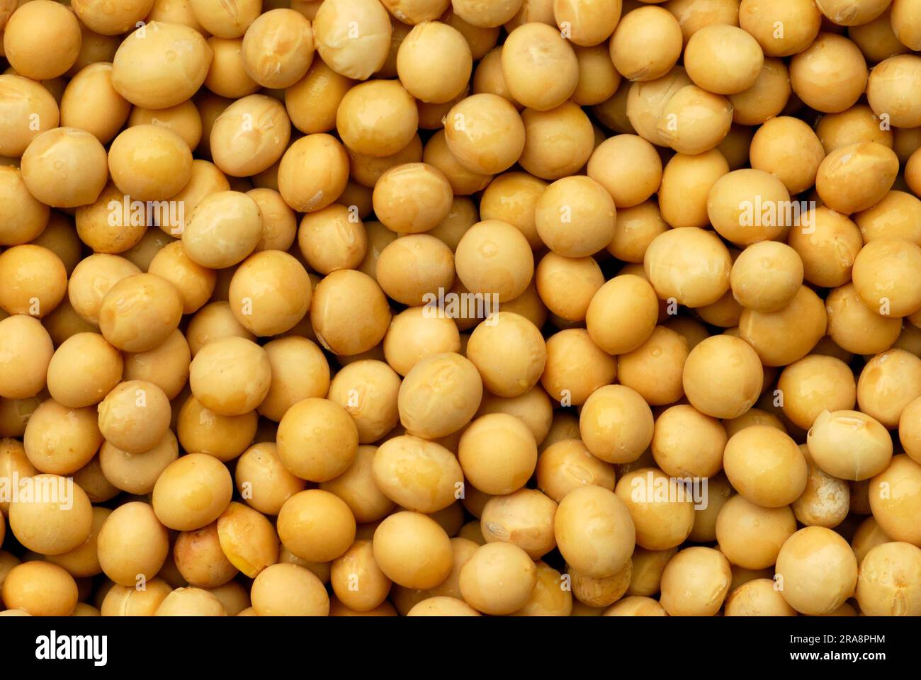 Soya beans (Glycine max) bean, bean, Sojabeans Stock Photo - Alamy