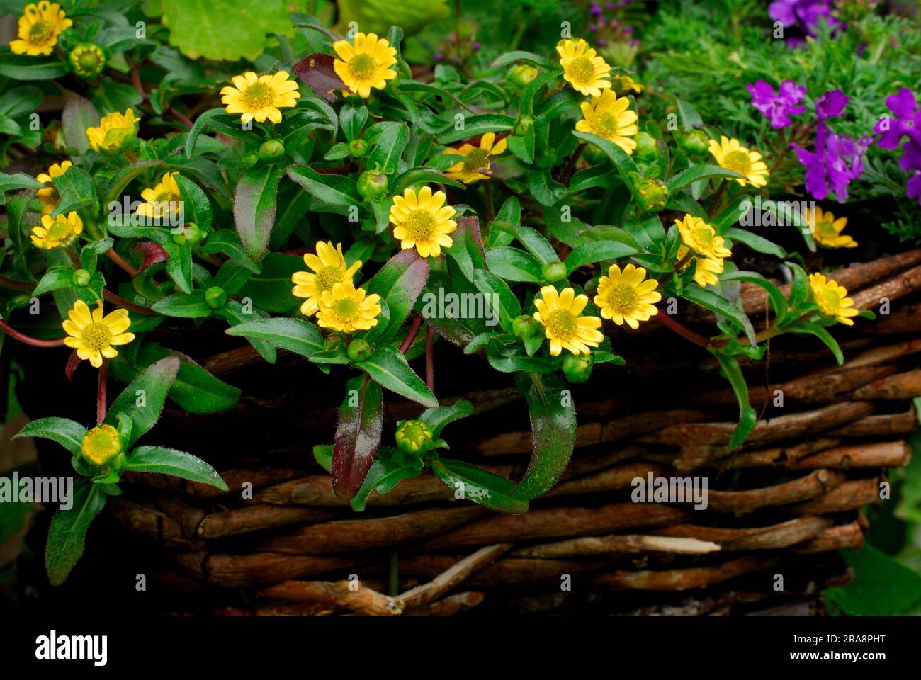 Mexican creeping zinnia (Sanvitalia procumbens) Hussar's Head Stock ...