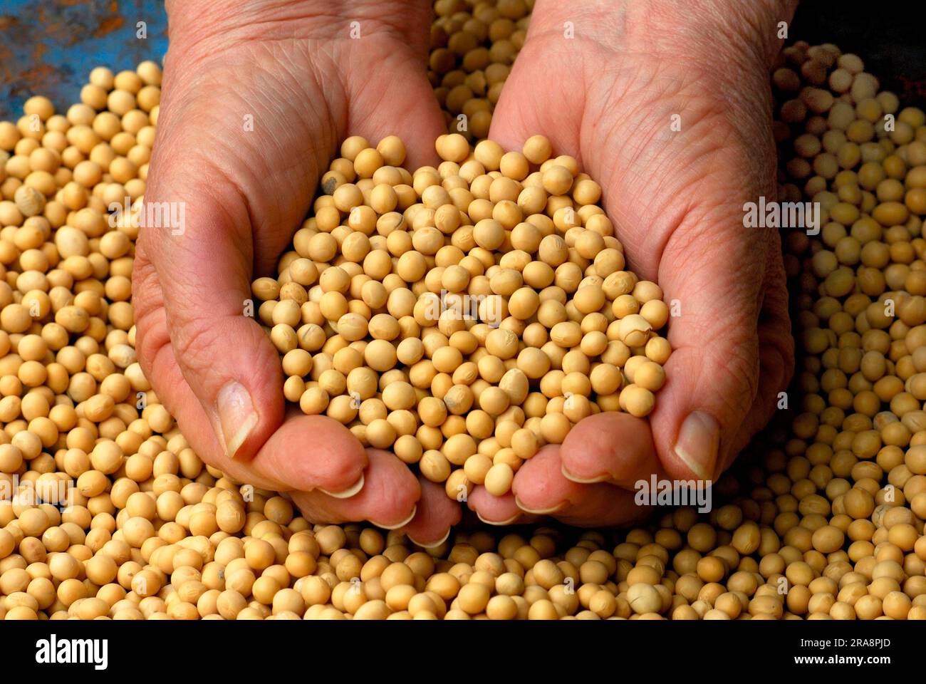 Soya beans (Glycine max) bean, bean, Sojabeans Stock Photo - Alamy