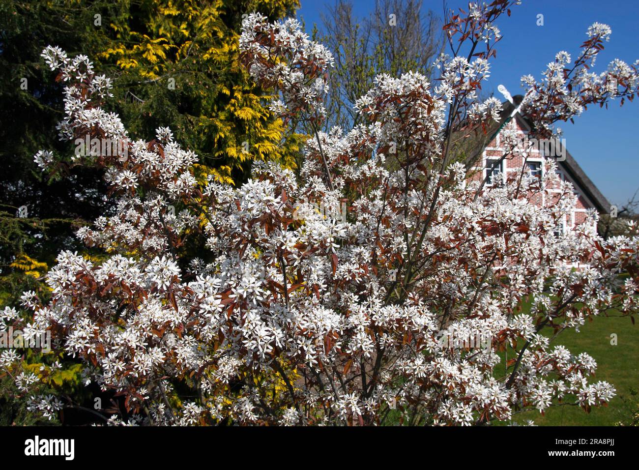 Canadian rock pear (Amelanchier canadensis), snowy mespilus ...