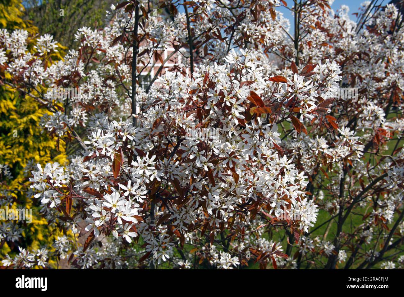 Canadian rock pear (Amelanchier canadensis), snowy mespilus ...