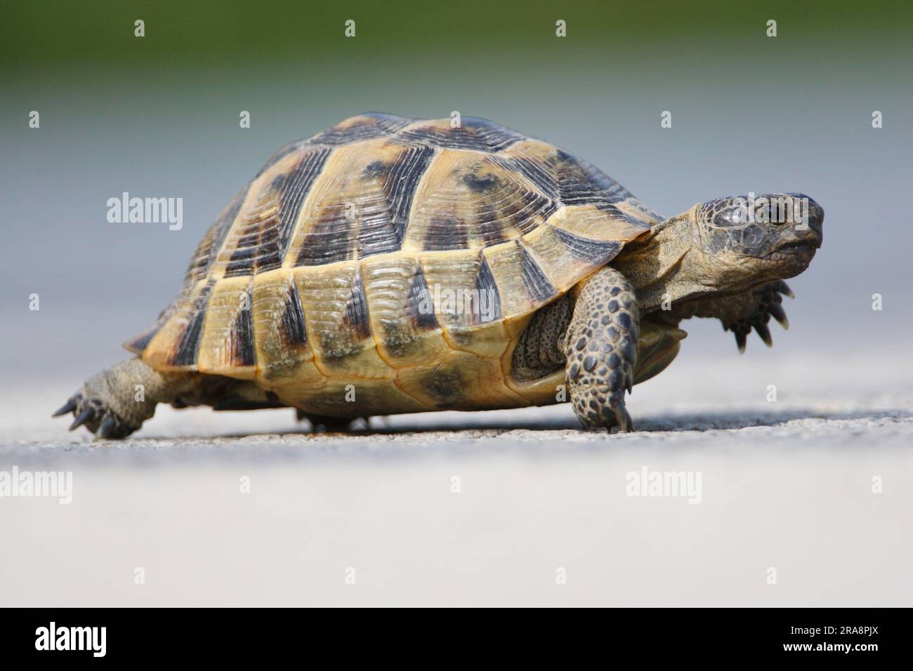 Spur-thighed Tortoise (Testudo graeca), Bulgaria Stock Photo - Alamy