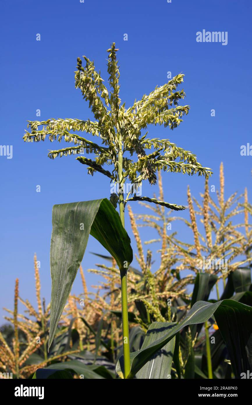 Zea mays flower hi-res stock photography and images - Alamy