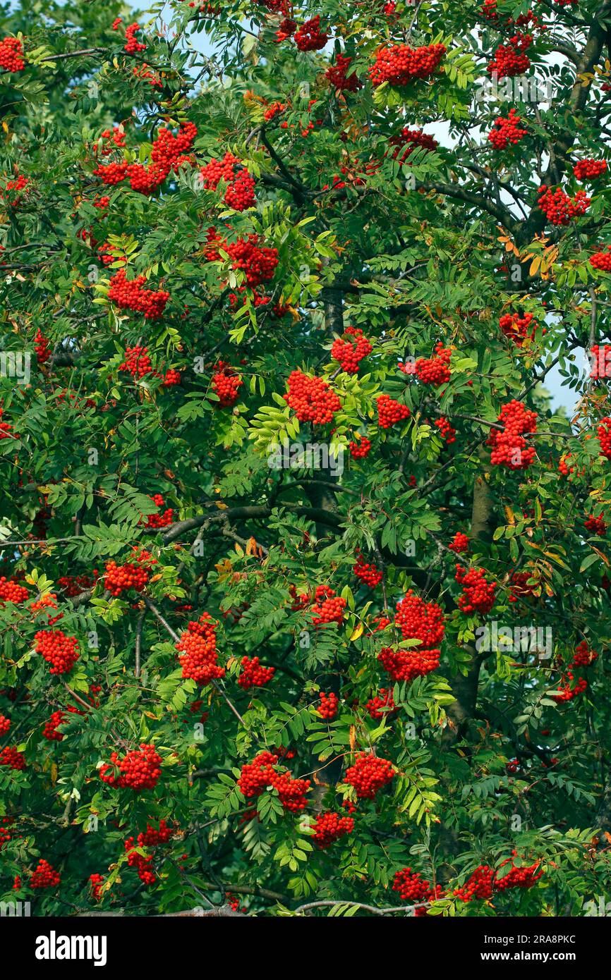 Rowan Ash, Mountain Ash (Sorbus aucuparia Stock Photo - Alamy