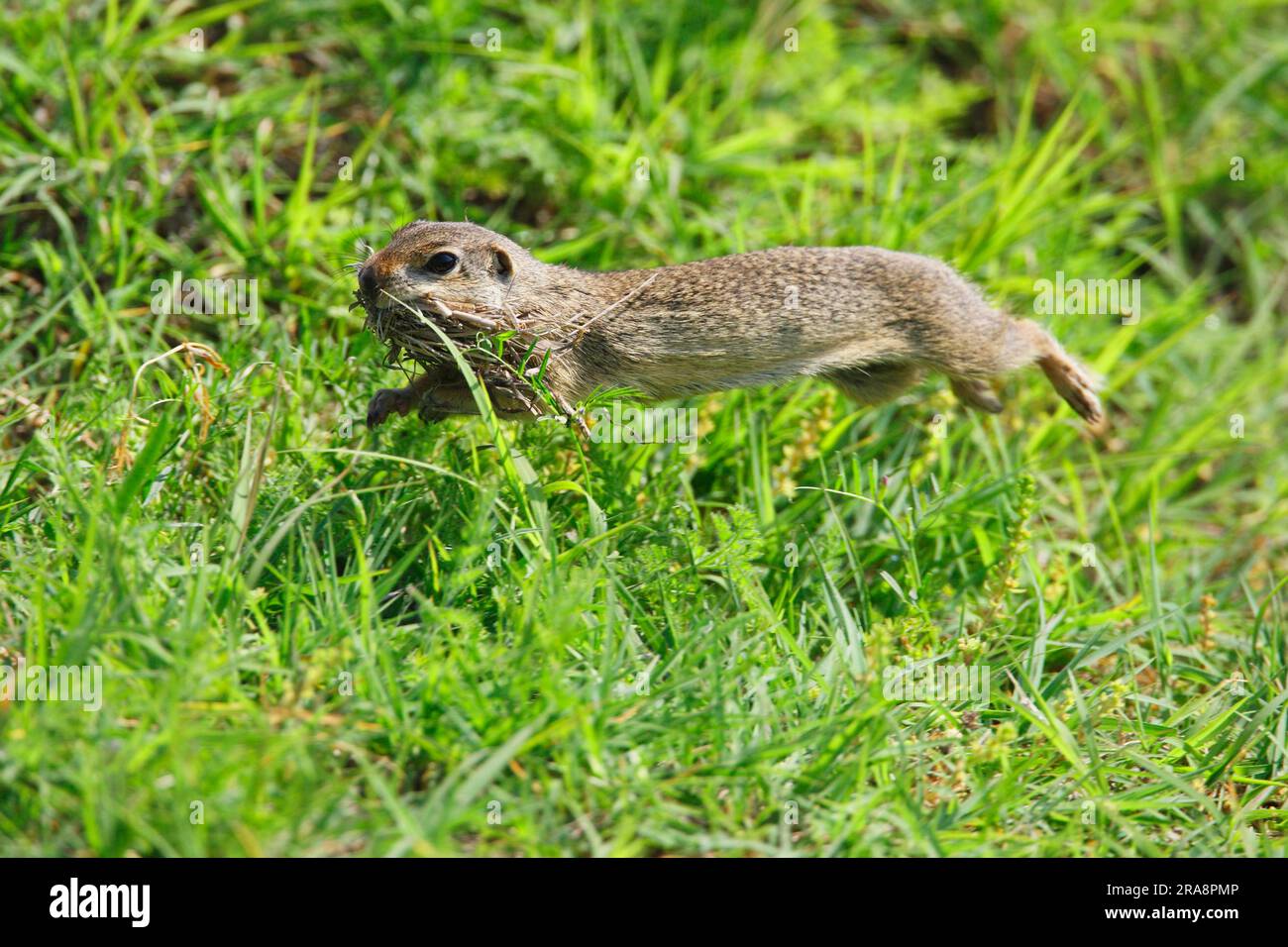 Suslik (Citellus citellus) with nesting material, lateral, Bulgaria ...
