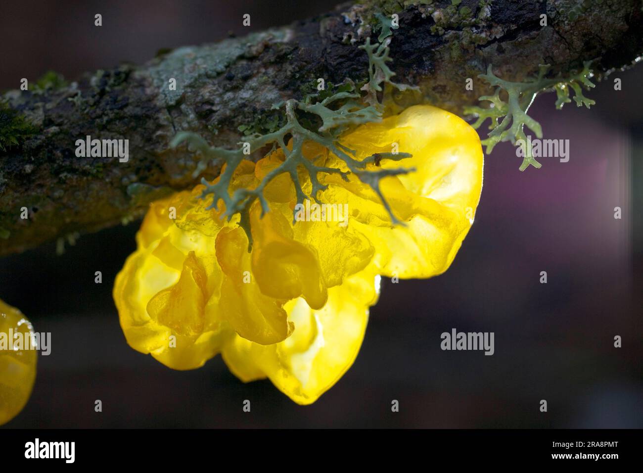 Plant brain hi-res stock photography and images - Alamy
