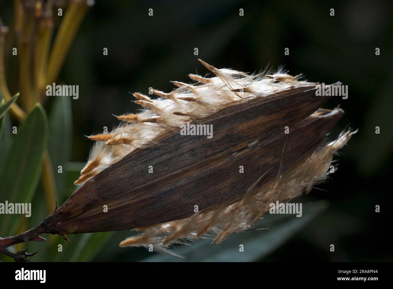 Oleander (Nerium oleander), fruit stand, Sardinia, Italy Stock Photo ...