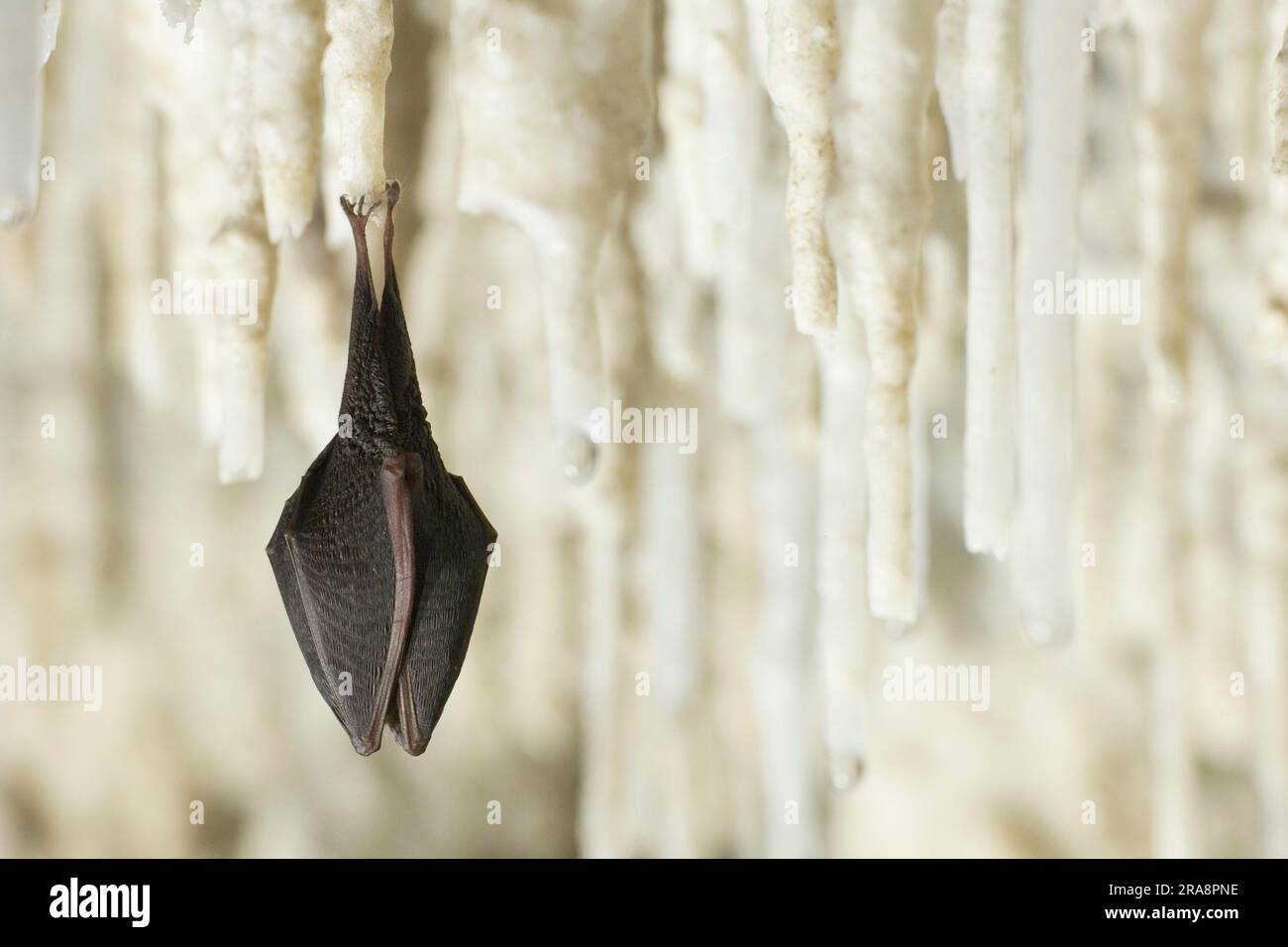 Lesser Horseshoe Bat (Rhinolophus hipposideros) on stalactite, Grotta ...