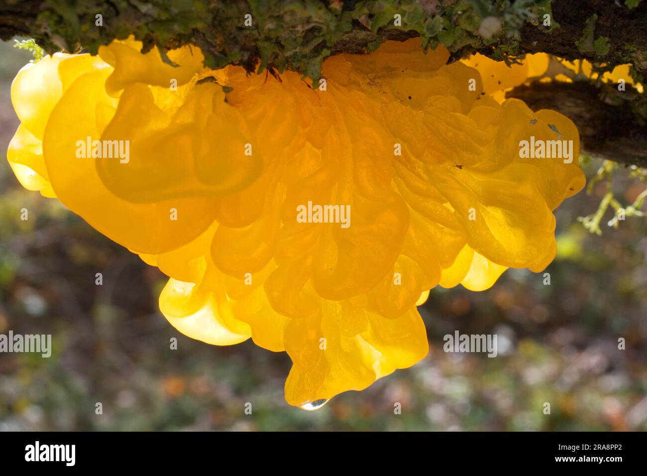 Plant brain hi-res stock photography and images - Alamy