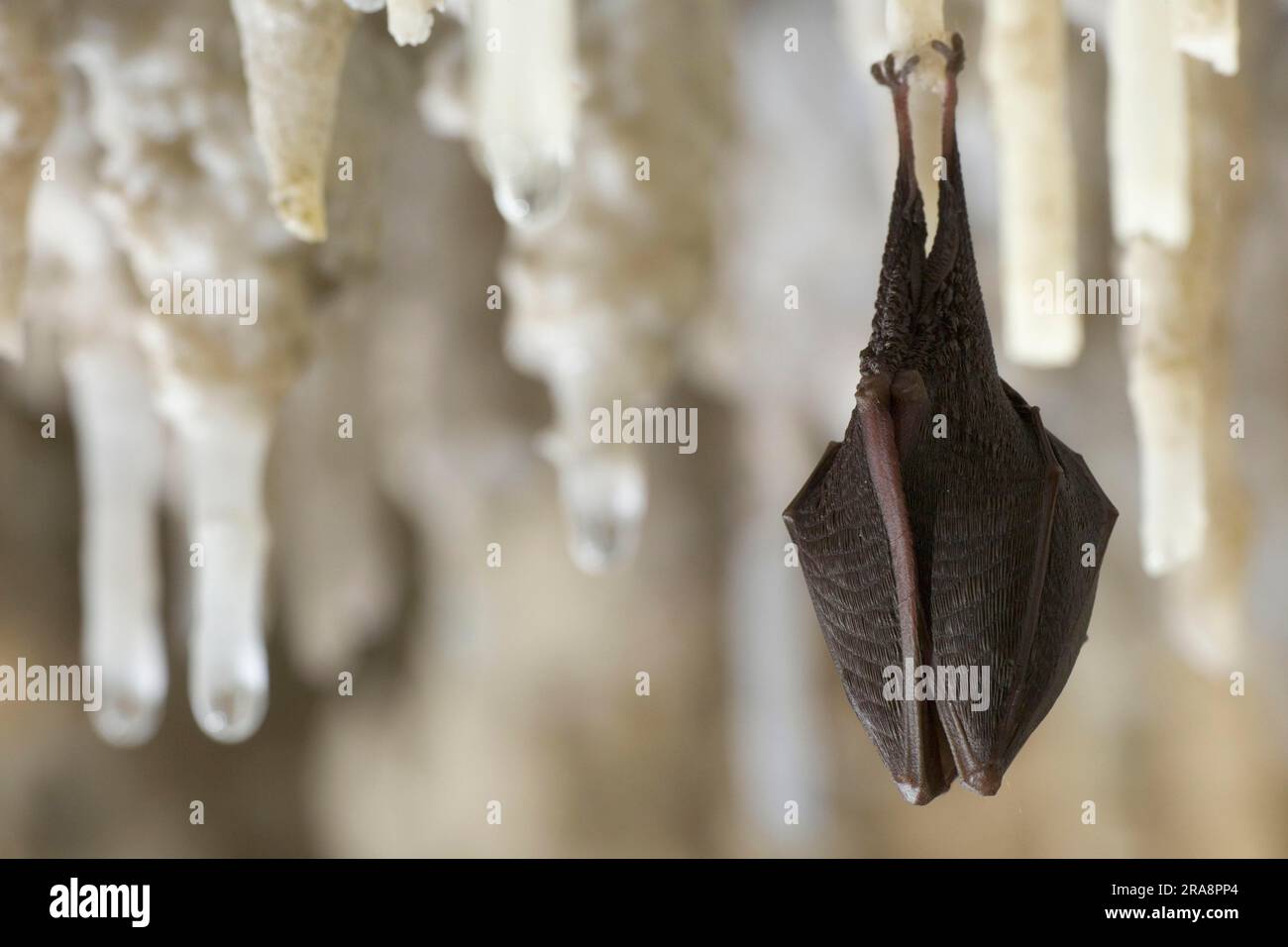 Lesser Horseshoe Bat (Rhinolophus hipposideros) on stalactite, Grotta ...