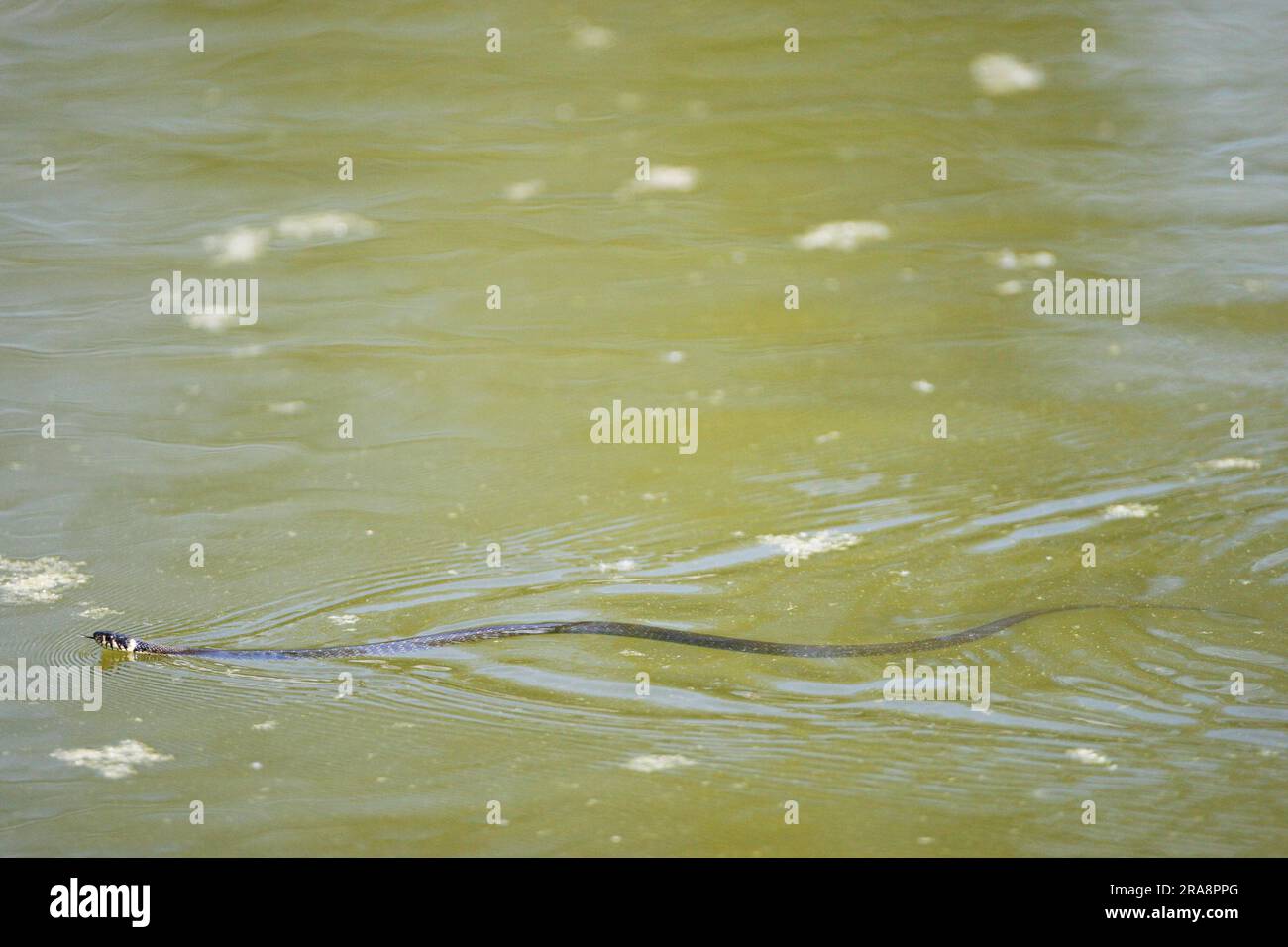 European water snake hi-res stock photography and images - Alamy