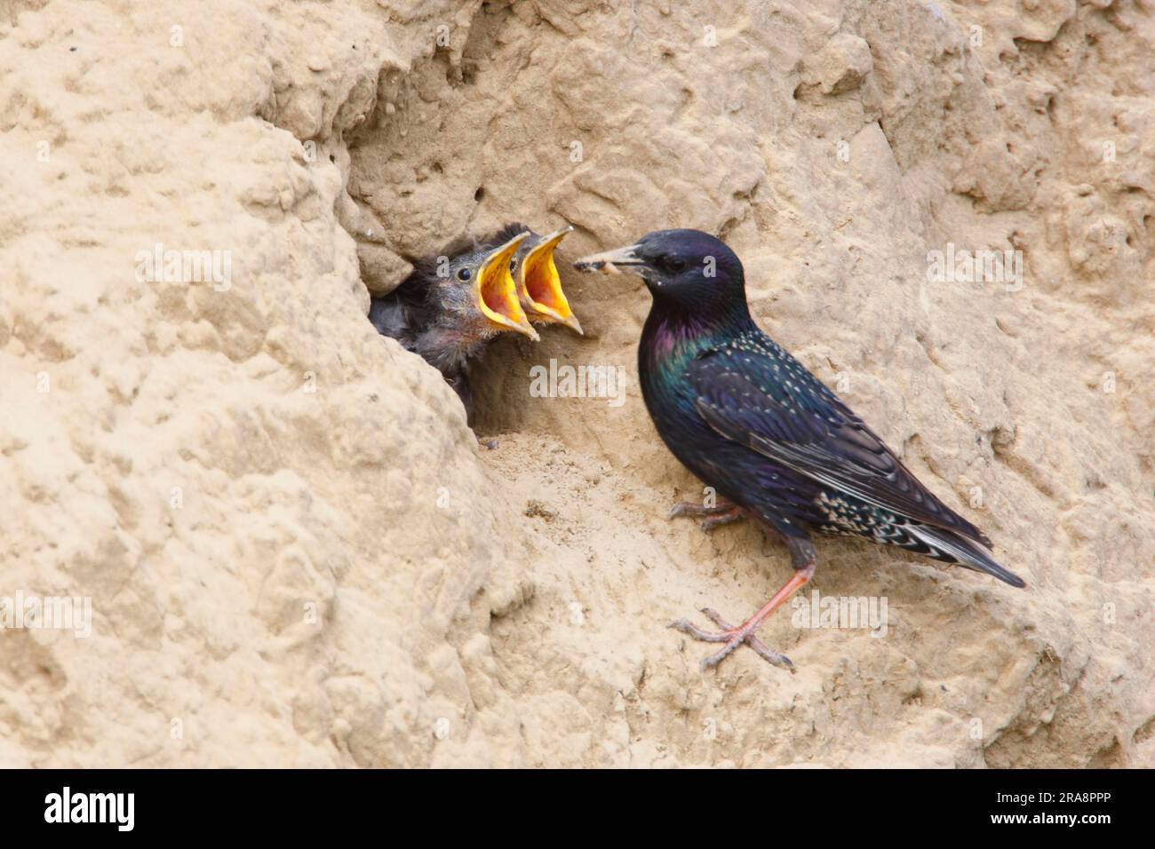 Common starling (Sturnus vulgaris) feeding young birds, Bulgaria Stock ...