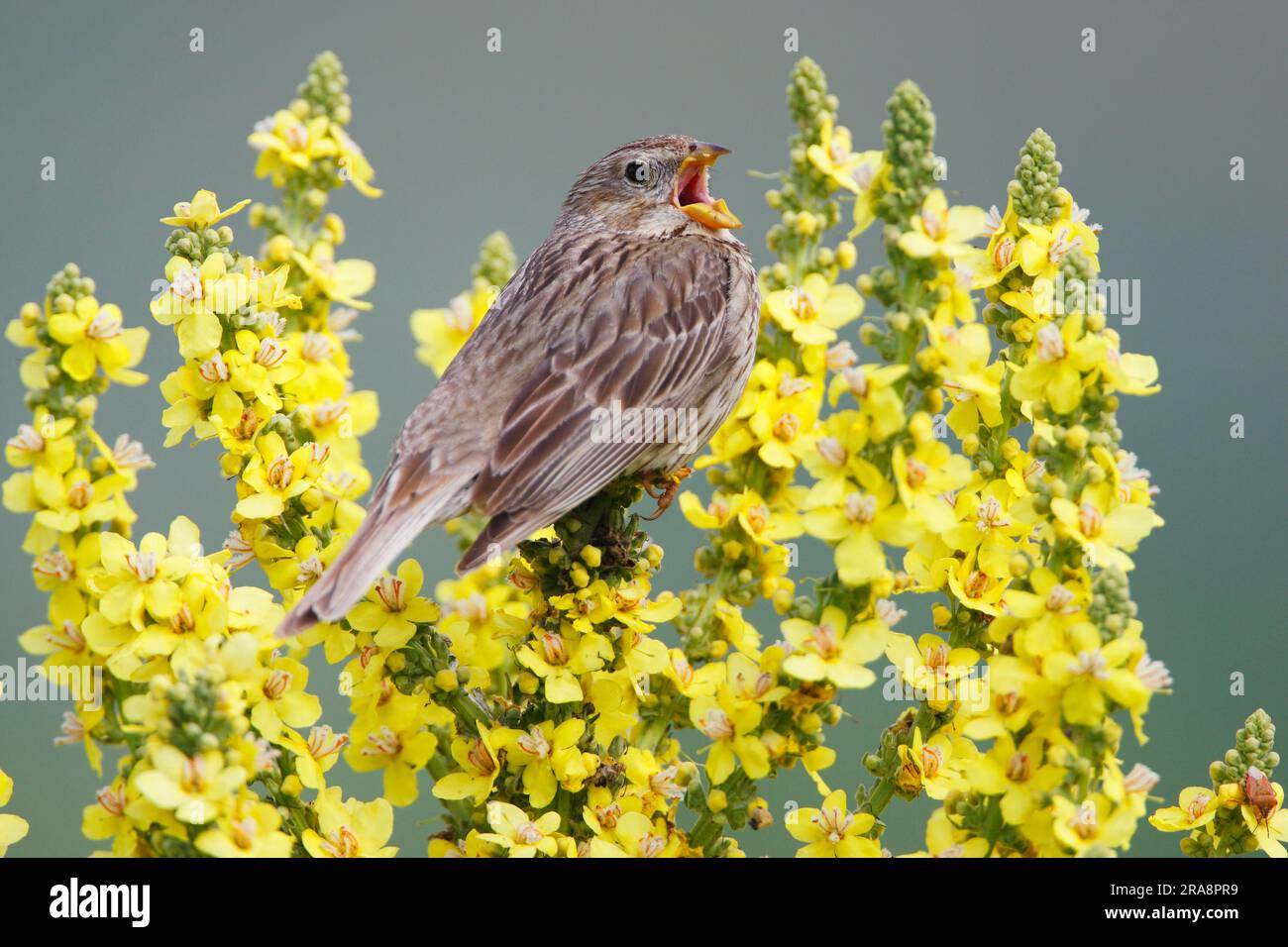 Corn bunting (Miliaria calandra) on Fluffy Verbascum phlomoides ...