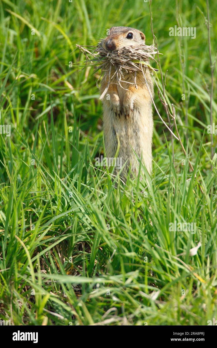 European Suslik (Citellus citellus) collecting Suslik, Bulgaria Stock ...