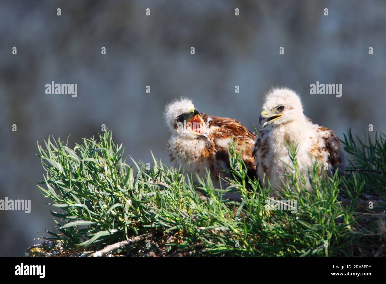 Buzzards nesting behavior hi-res stock photography and images - Alamy