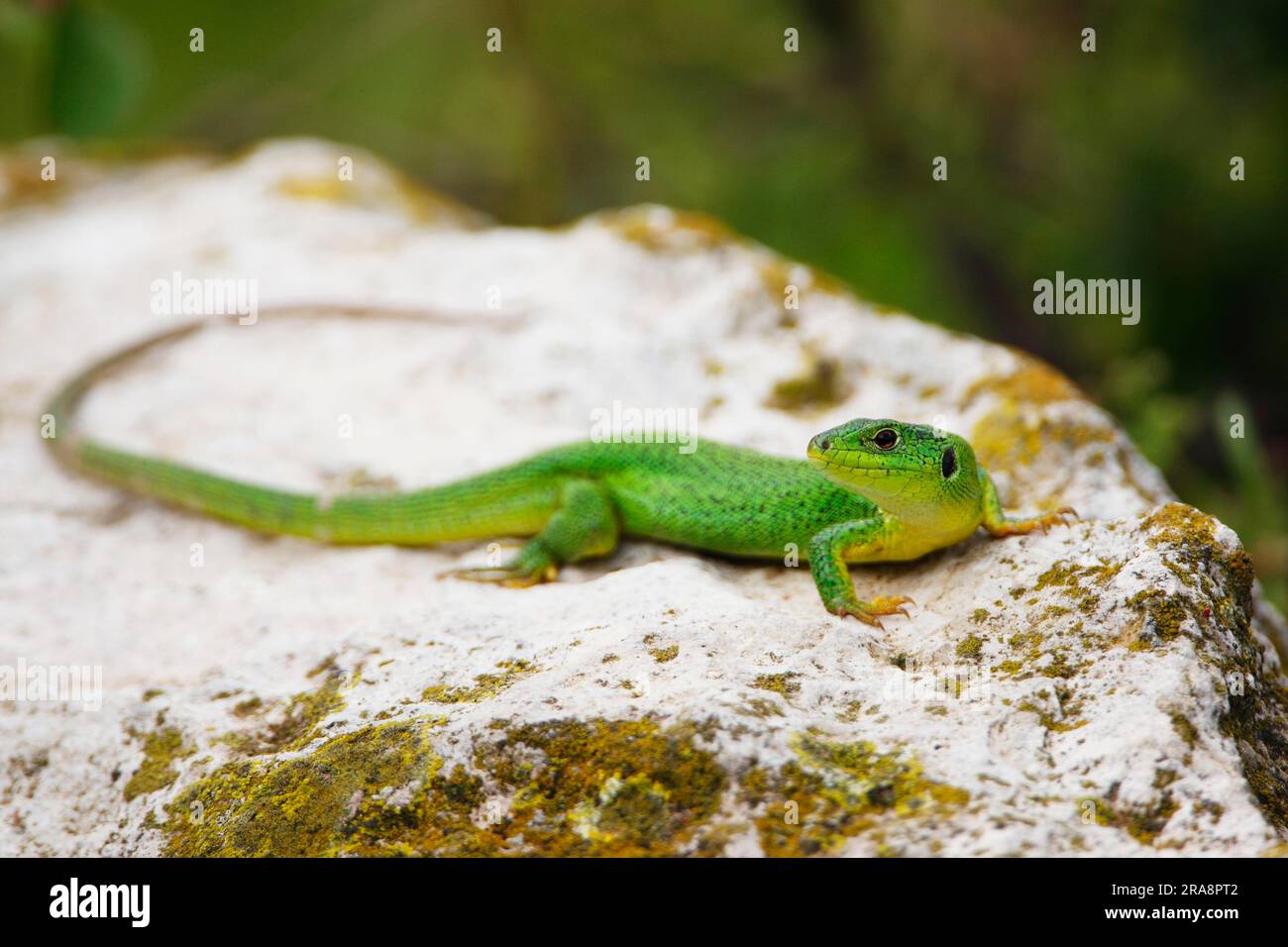 Lacerta trilineata green lizard hi-res stock photography and images - Alamy