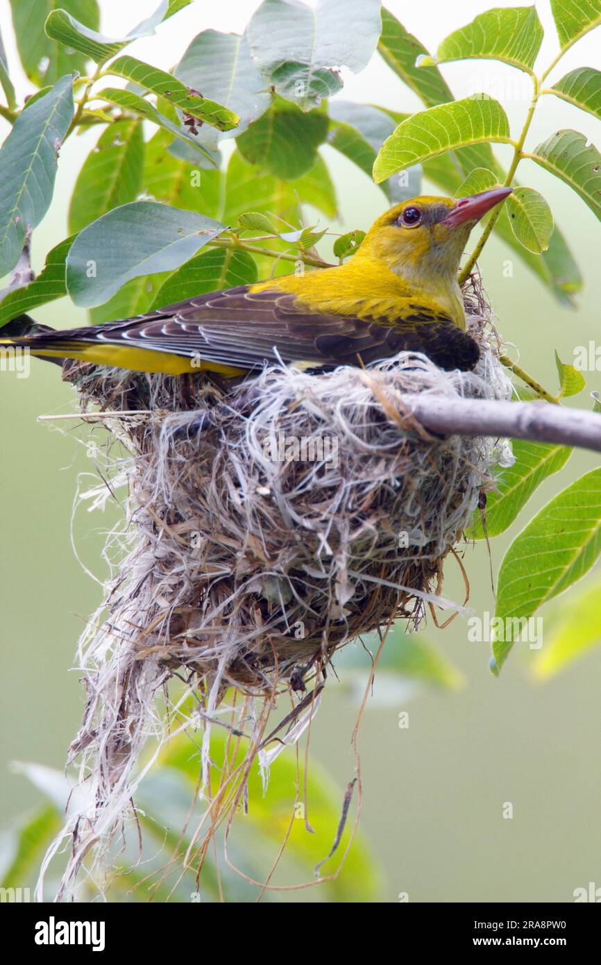 Eurasian Golden Oriole (Oriolus oriolus) on nest, Pentecost bird ...