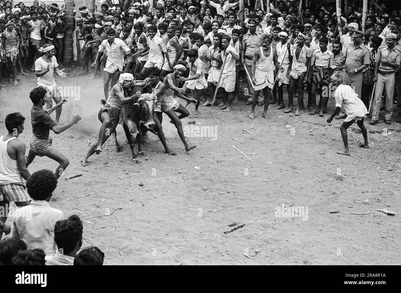 black and white photo, Jallikattu or bull taming during Pongal festival ...