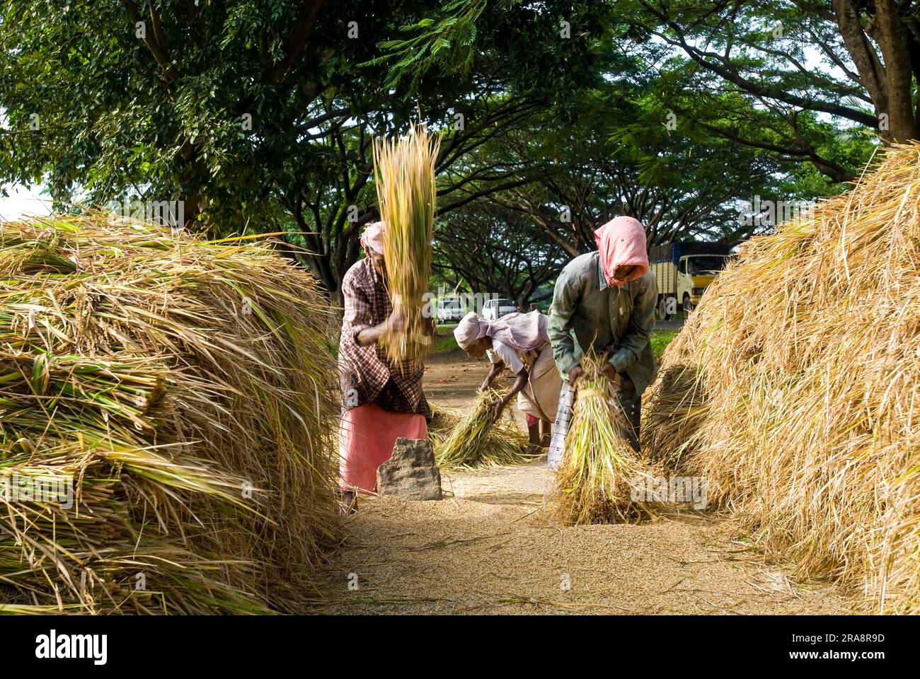 Threshing harvested crop to separate rice paddy in Tamil Nadu, South ...