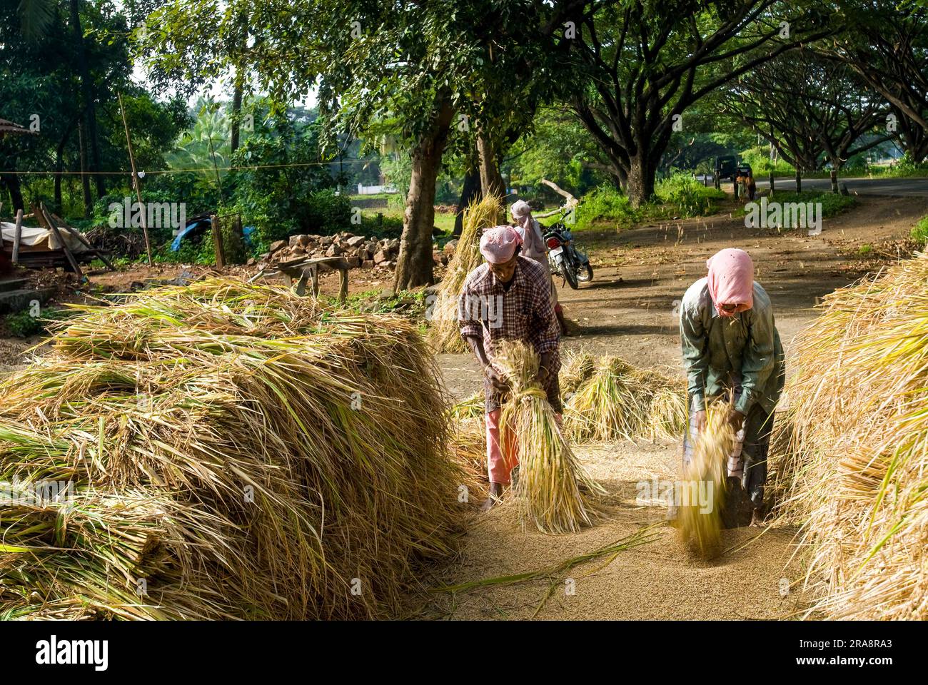 Threshing harvested crop to separate rice paddy in Tamil Nadu, South ...
