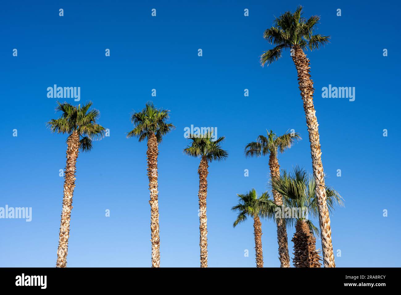 Blue sky tropical palm trees hi-res stock photography and images - Alamy